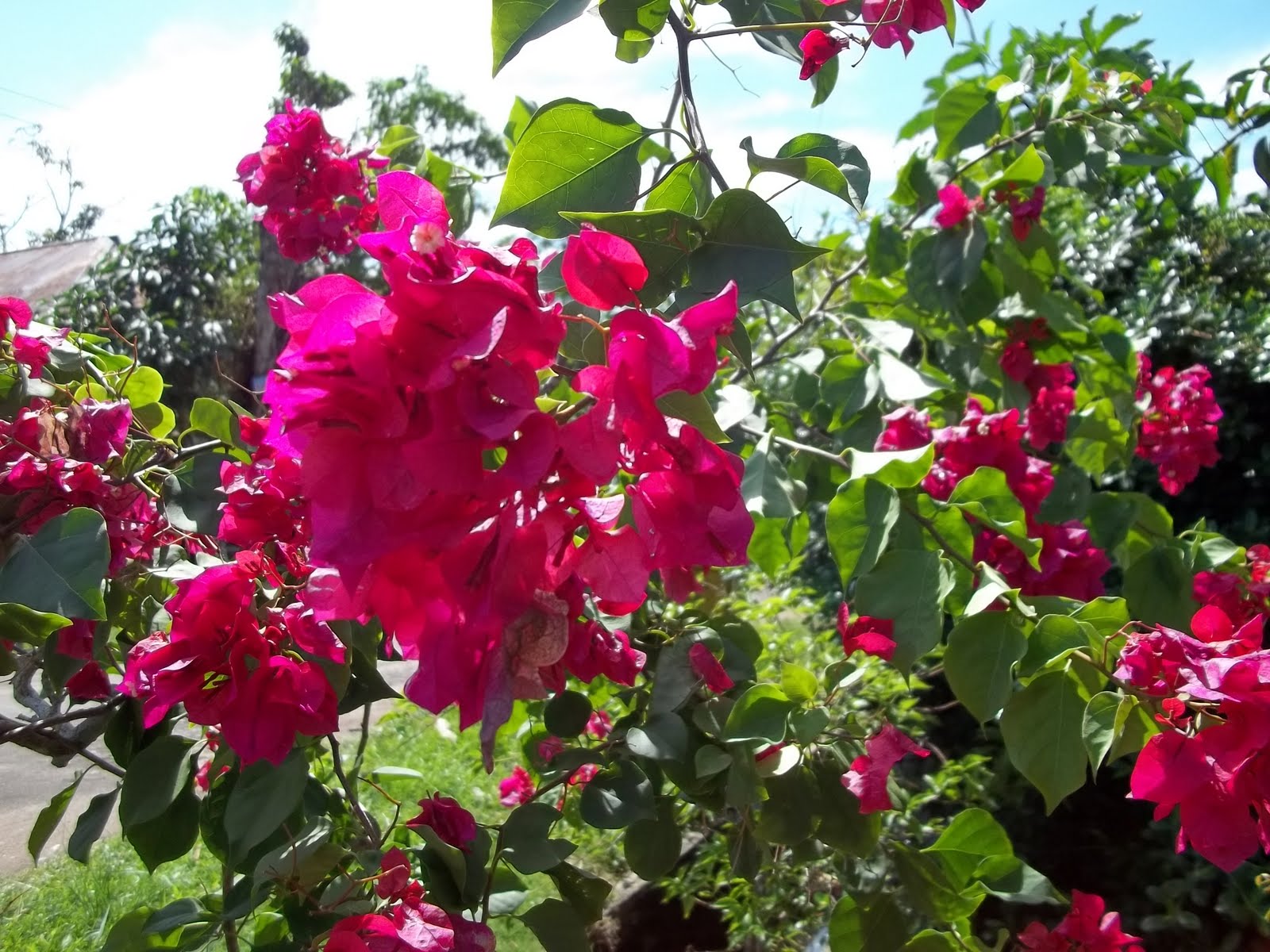 My Blue World: Bunga Bougenville