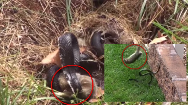 Viral : Brave Momma Rabbit Fought off Black Snake to rescue Bunnies ...