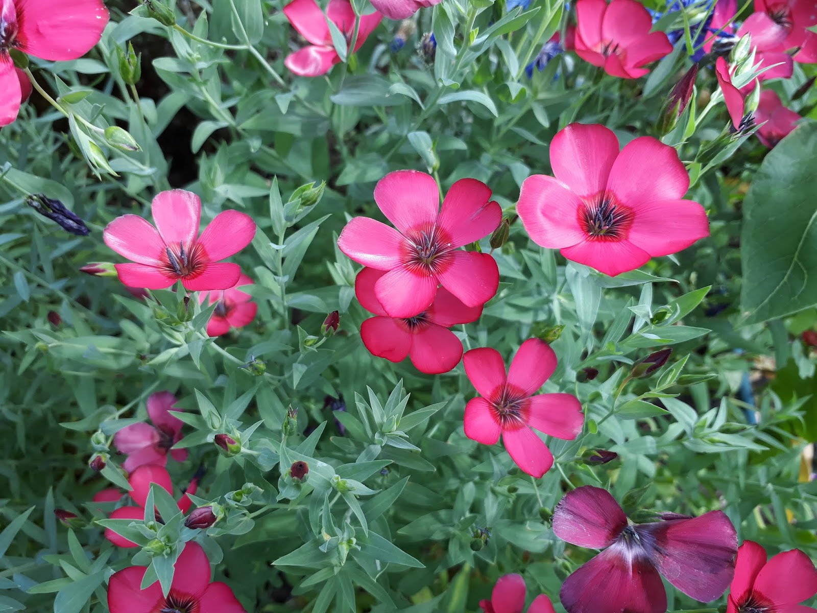 Pilk aeda: Suureõieline lina