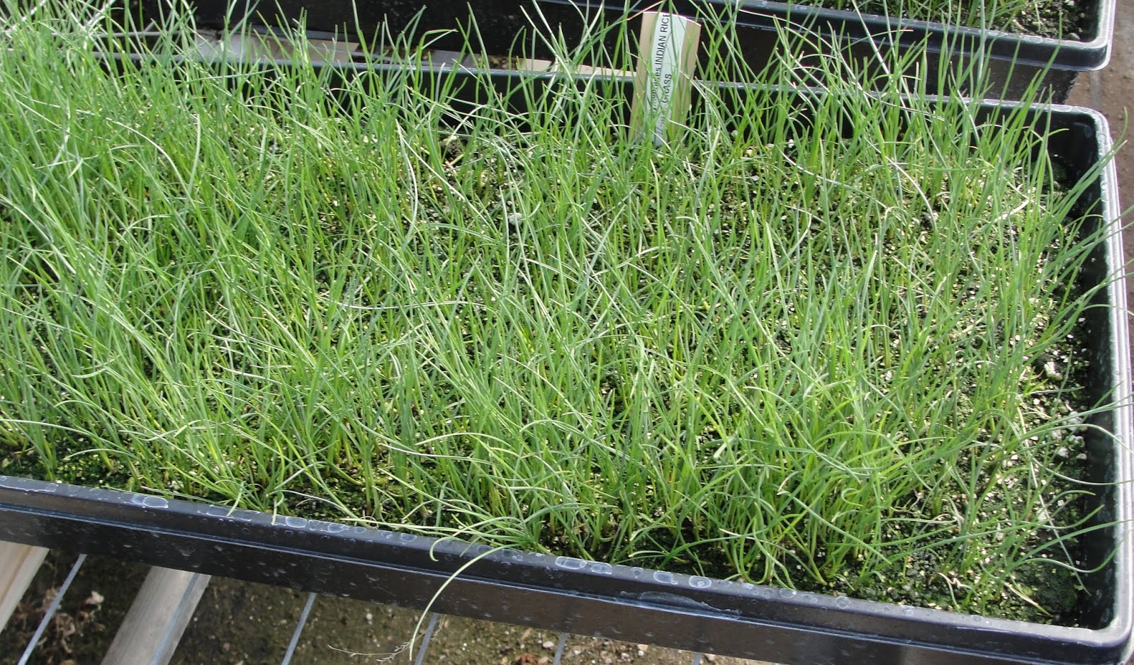 availability: INDIAN RICE GRASS