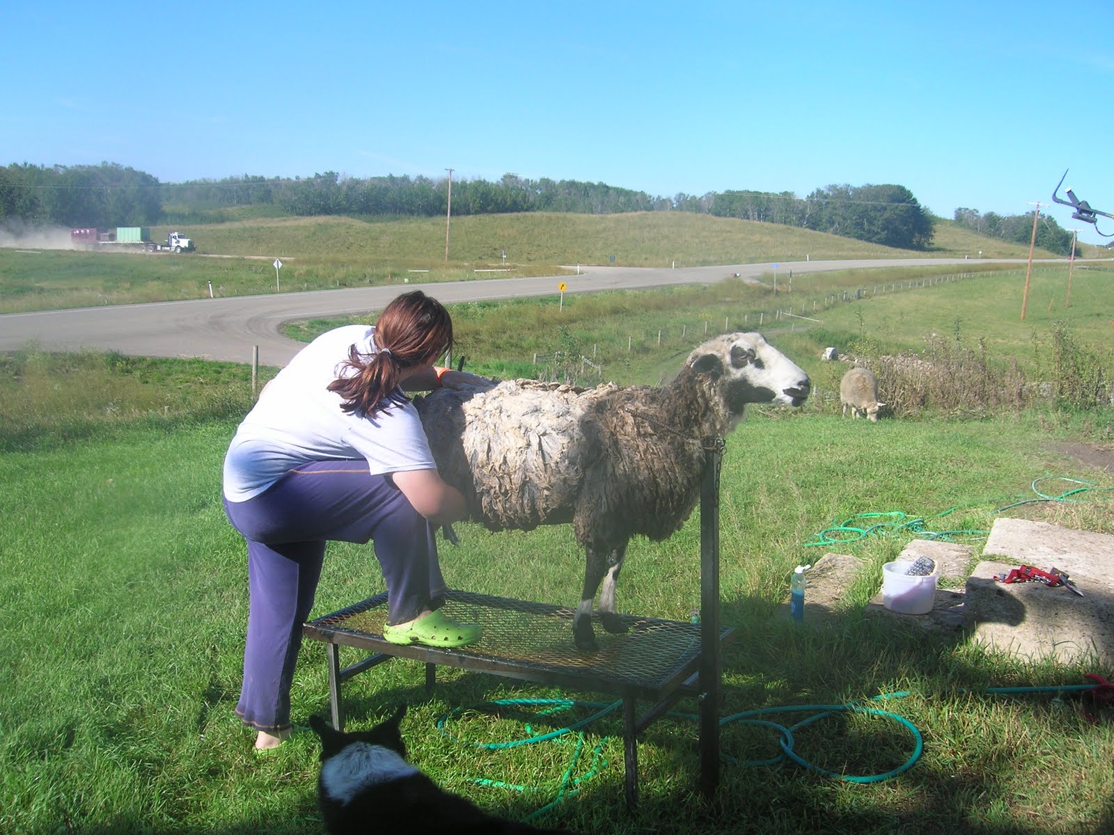 Farm Kid Forever...: Sheep Wash.