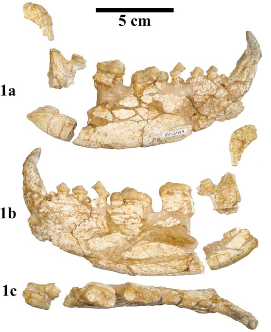 Sciency Thoughts: Fossil Pandas from the Middle Miocene of Spain.