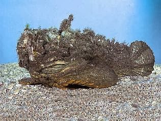 Naturaleza Insólita: Pez roca o pez piedra (Synanceia horrida)