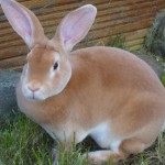 ANEKA JENIS KELINCI HIAS | Tips Petani