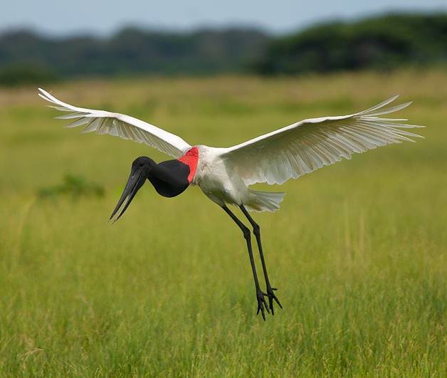 Letras de Cojedes (lectura-didáctica - textos): CANCIONERO DEL GABÁN ...