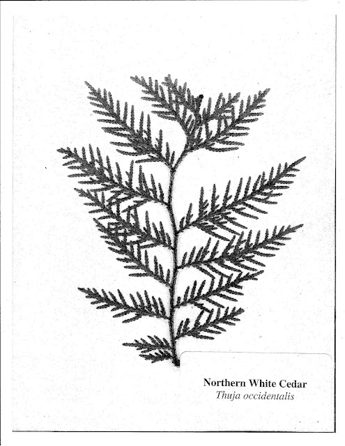 Isabella Conservation District Environmental Education Program: Leaf ...