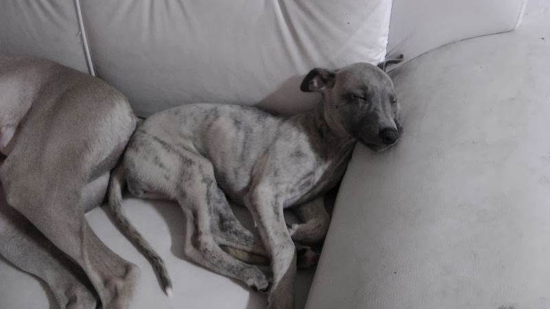 Mini Galgos: Mini Galgos à venda