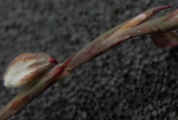 Slatsz' Wildflower Walks 2012 - two: August 06, 2012 - Polygonum ...