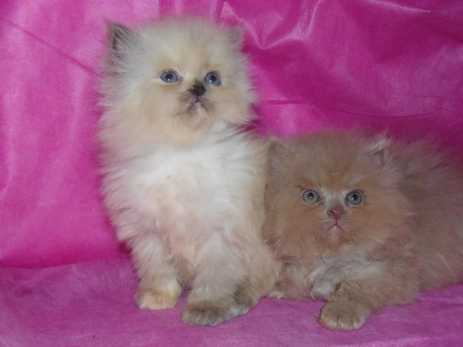 Sarigattos - Persas, Himalaios, Ragdolls e Angorás: Filhotes de Maio 2013!