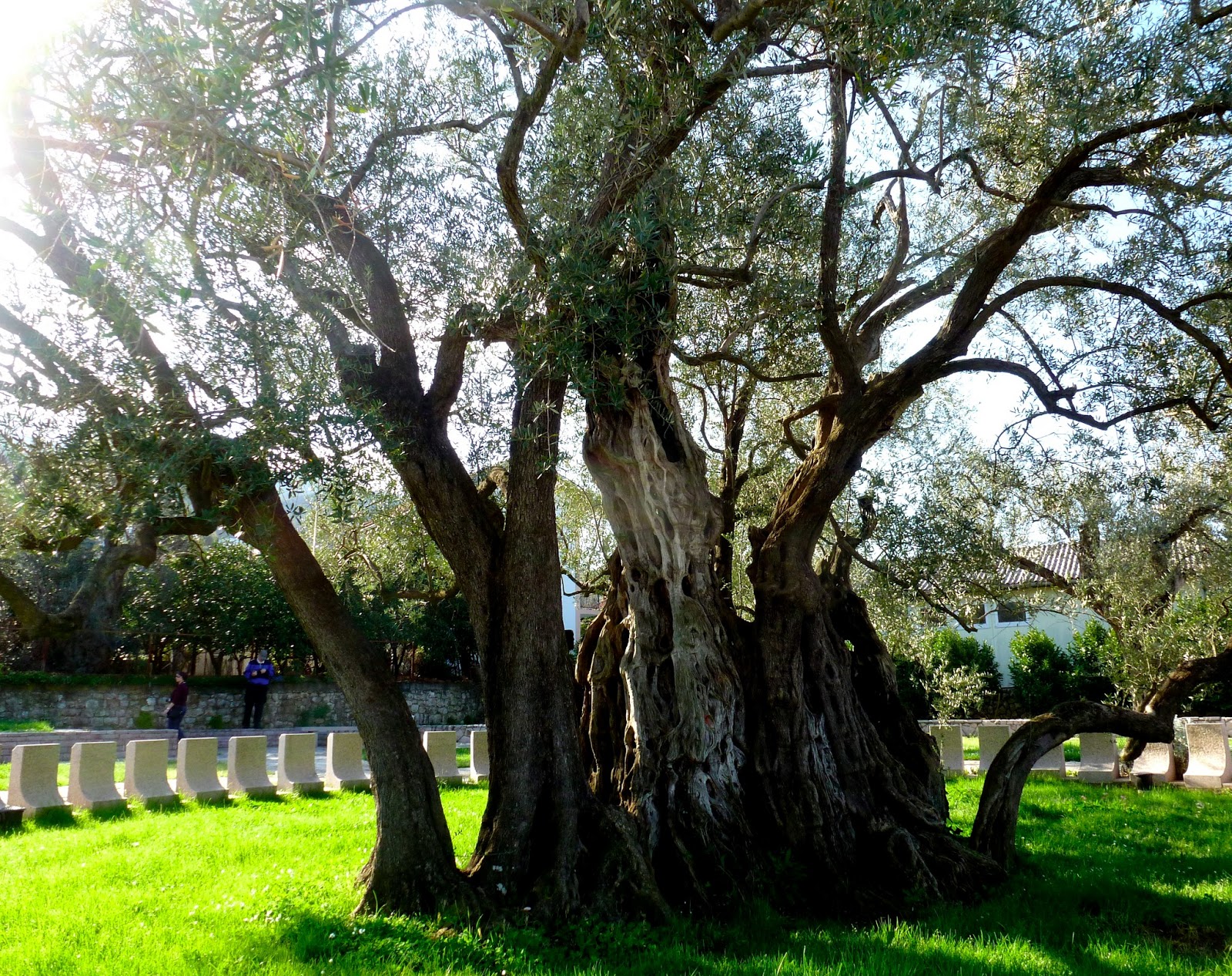 Stroud Is All Over the Place: Stara Maslina - A 2000 Year Old Living Relic