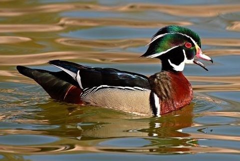 "Bird Poop" of north Texas: Why Ducks are big on north Texas / Toxic ...