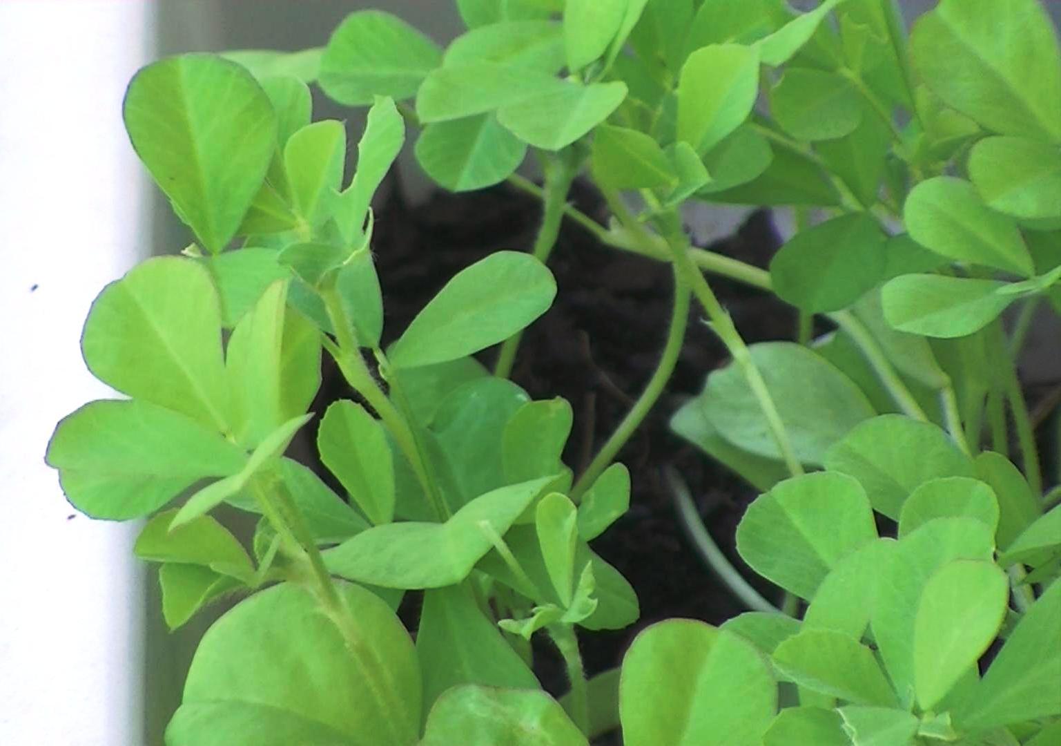 Vegetable Garden for the World: Growing Methi (fenugreek) in a Container.