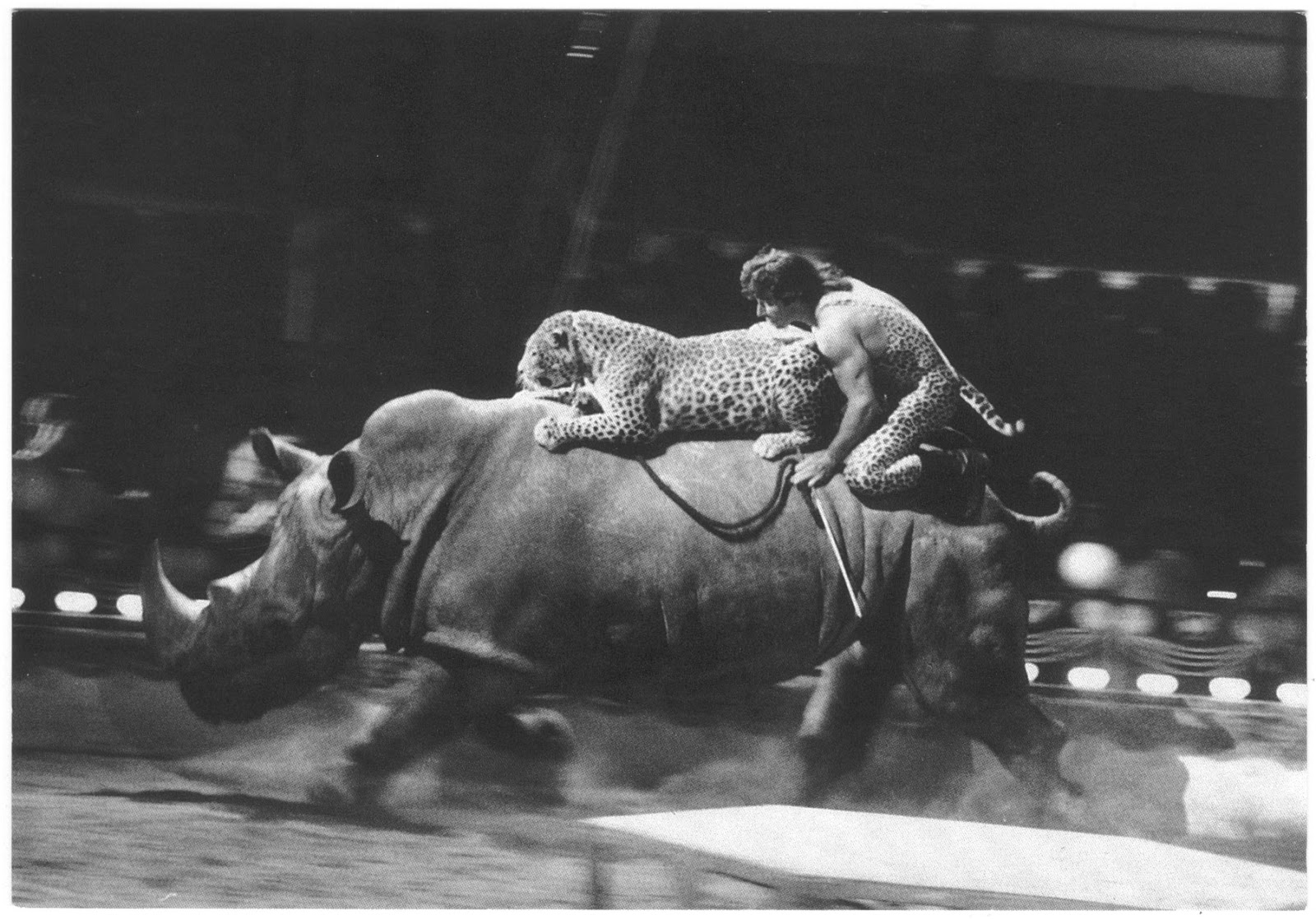 The Circus "NO SPIN ZONE": Circus Rhino's--Davio Togni