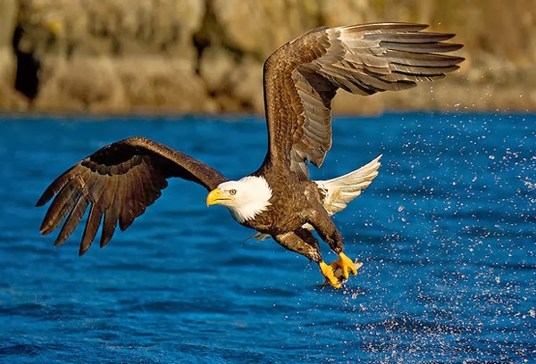 Eagles: Amazing eagle pictures