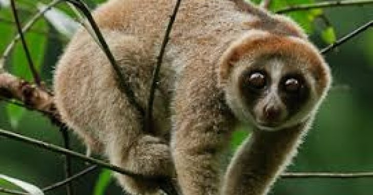 Kukang, Hewan Langka yang Hidup di 3 Pulau Indonesia | Naviri Magazine