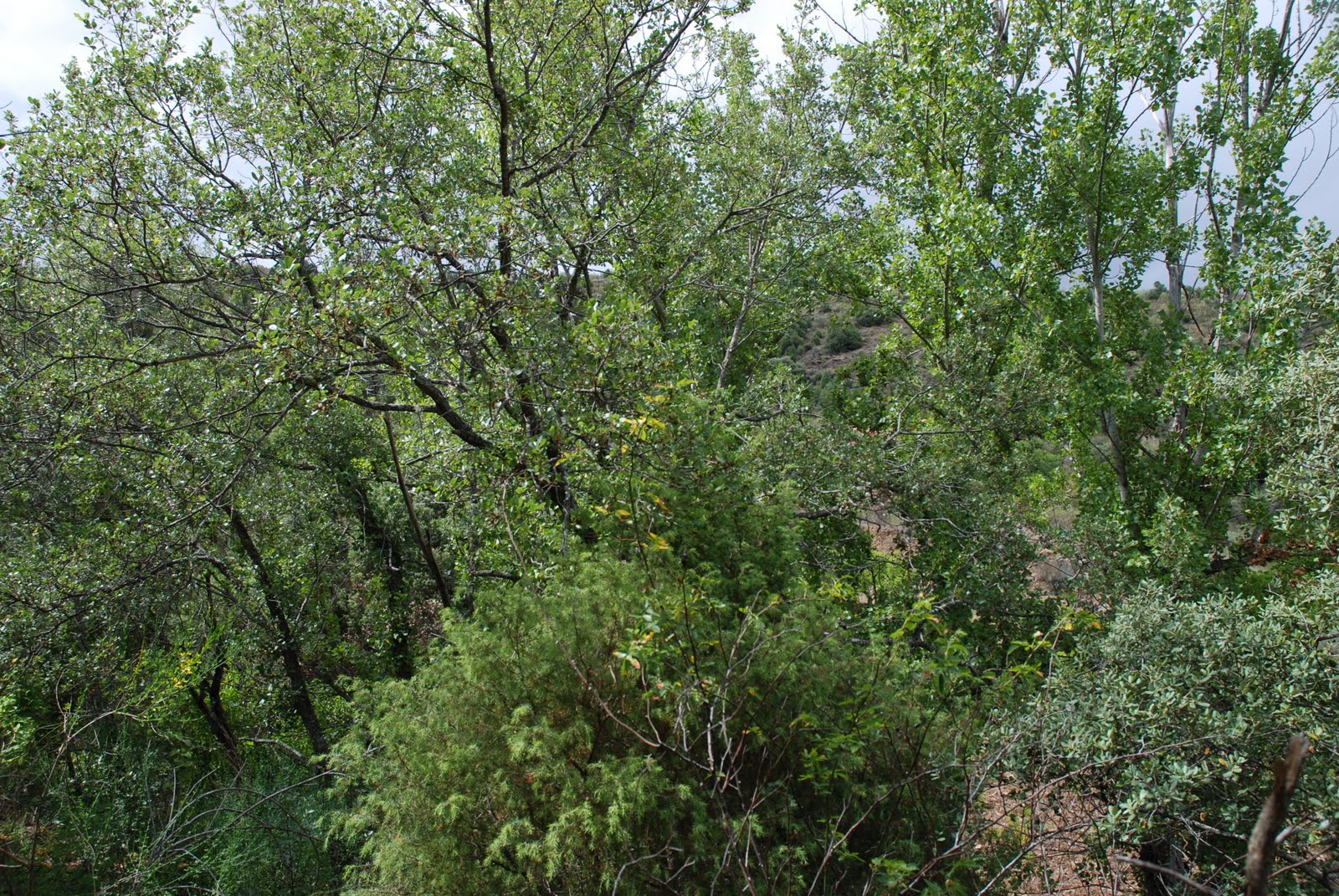 Das plantas e das pessoas: Algumas considerações sobre o choupo-negro