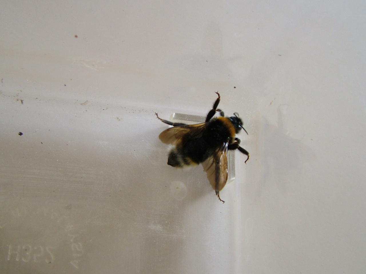 Insects & More: Psithyrus Vestalis