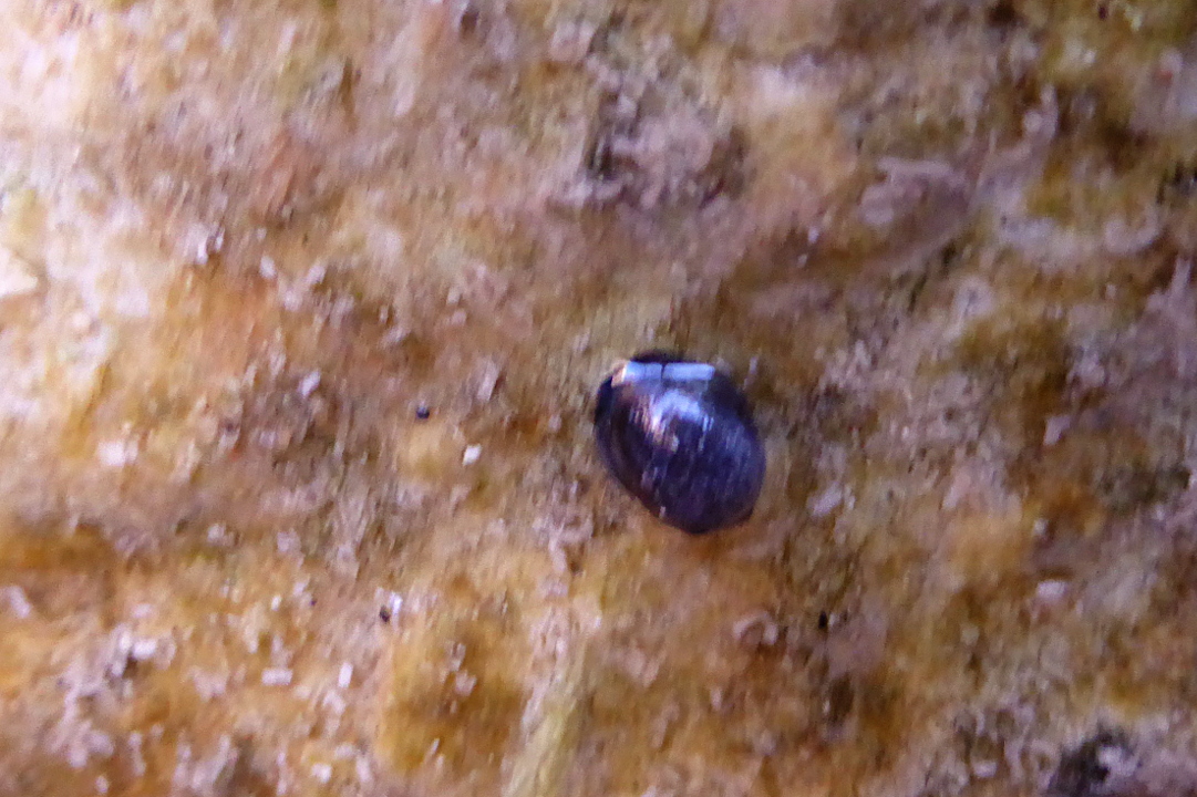 Another Side of this Life: CW: Up the Narrows at Zion National Park