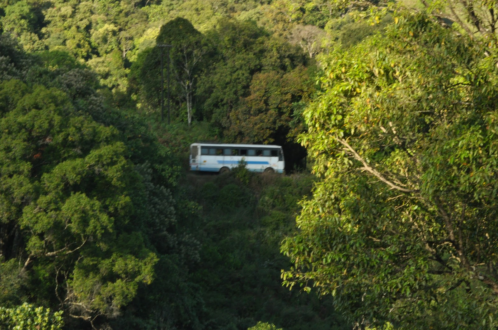 MEMORY BOOK: Wild Beautiful Gavi