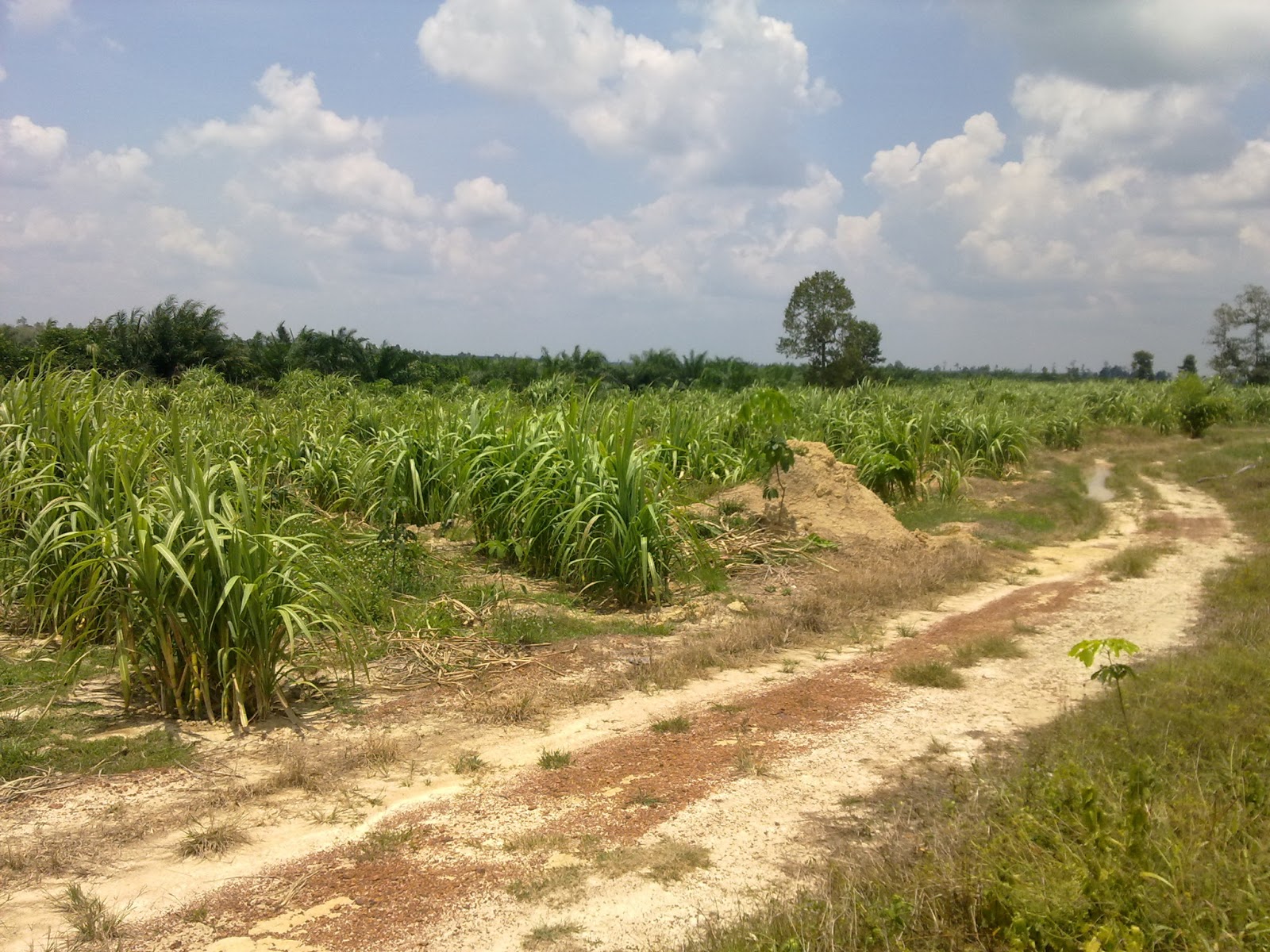 Semanis Tebu Di Bibir: Apa cerite Ladang Tebu sekarang?