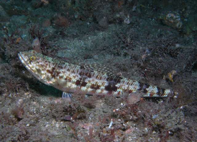 Yellowfin Pike - Fishes