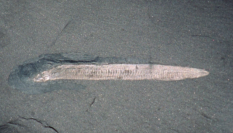 Mundo Pré-Histórico: Pikaia, o cordado mais antigo