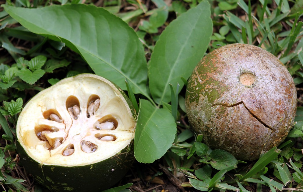 All about Ayurveda and Herbs: Aegle Marmelos, Bilva or Bael
