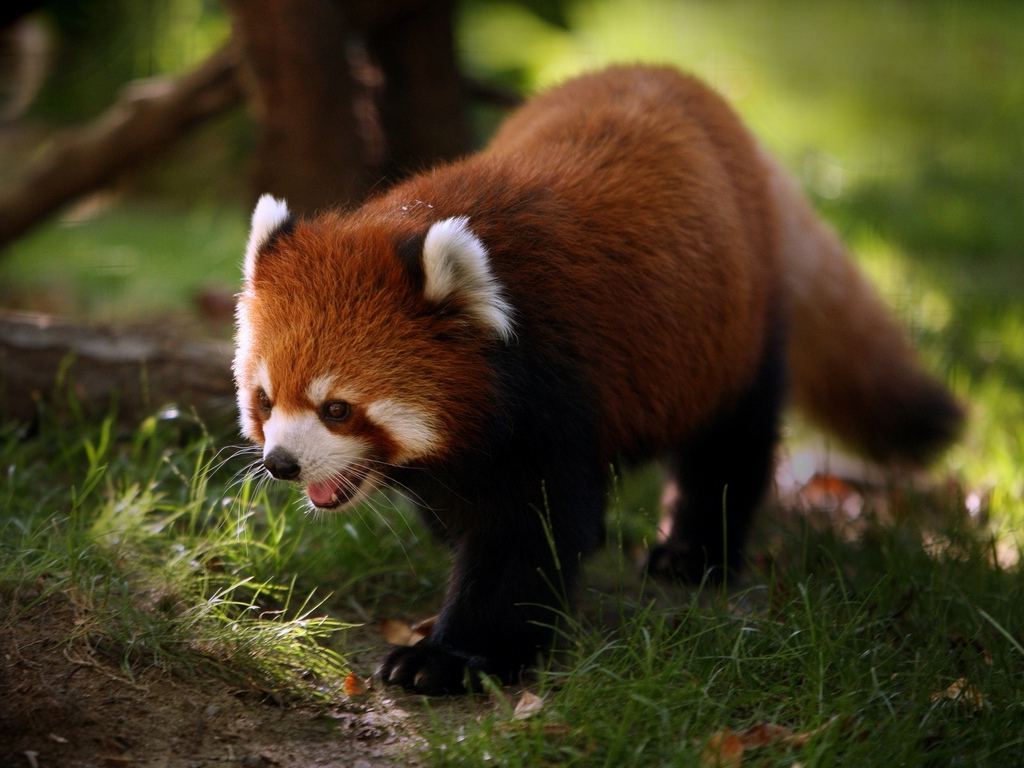 red panda bear « Nat Geo Adventure