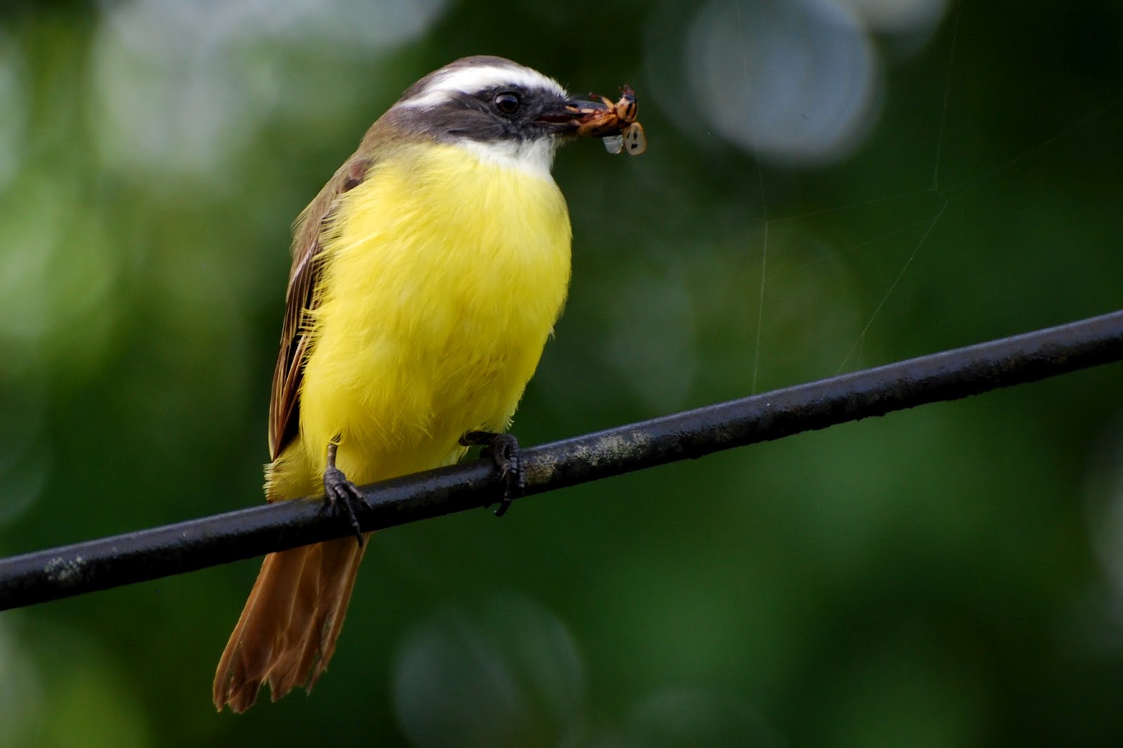Riha in Costa Rica: Early Morning Bird Walk