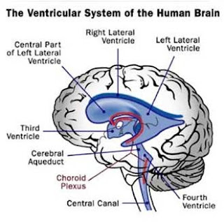 yuan's !nk: PART 2 brain varcularisation and ventricular system ...