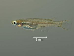 Species New to Science: [Ichthyology • 2010] ปลาซิวข้าวสารแม่น้ำสงคราม ...