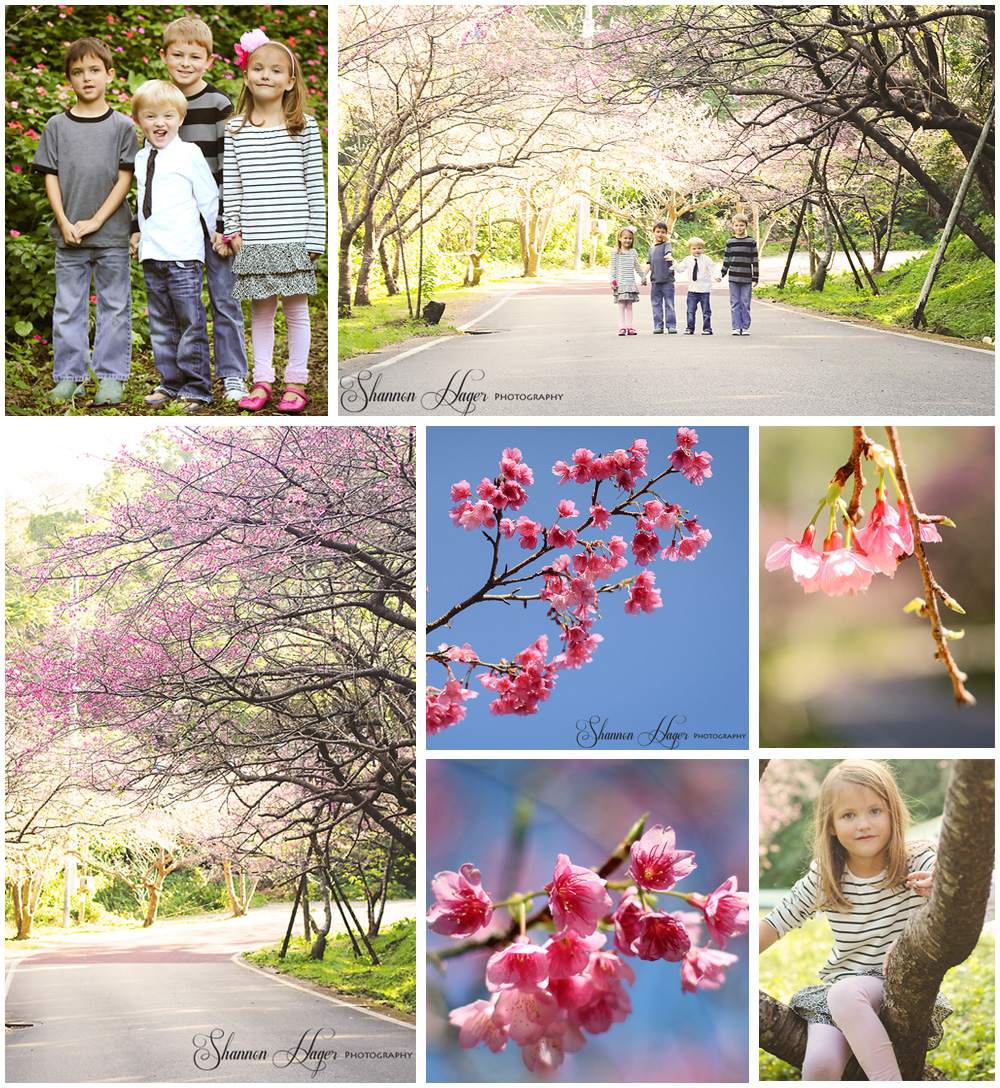 Enjoying Life With 4 Kids: Mt. Yaedake Cherry Blossoms