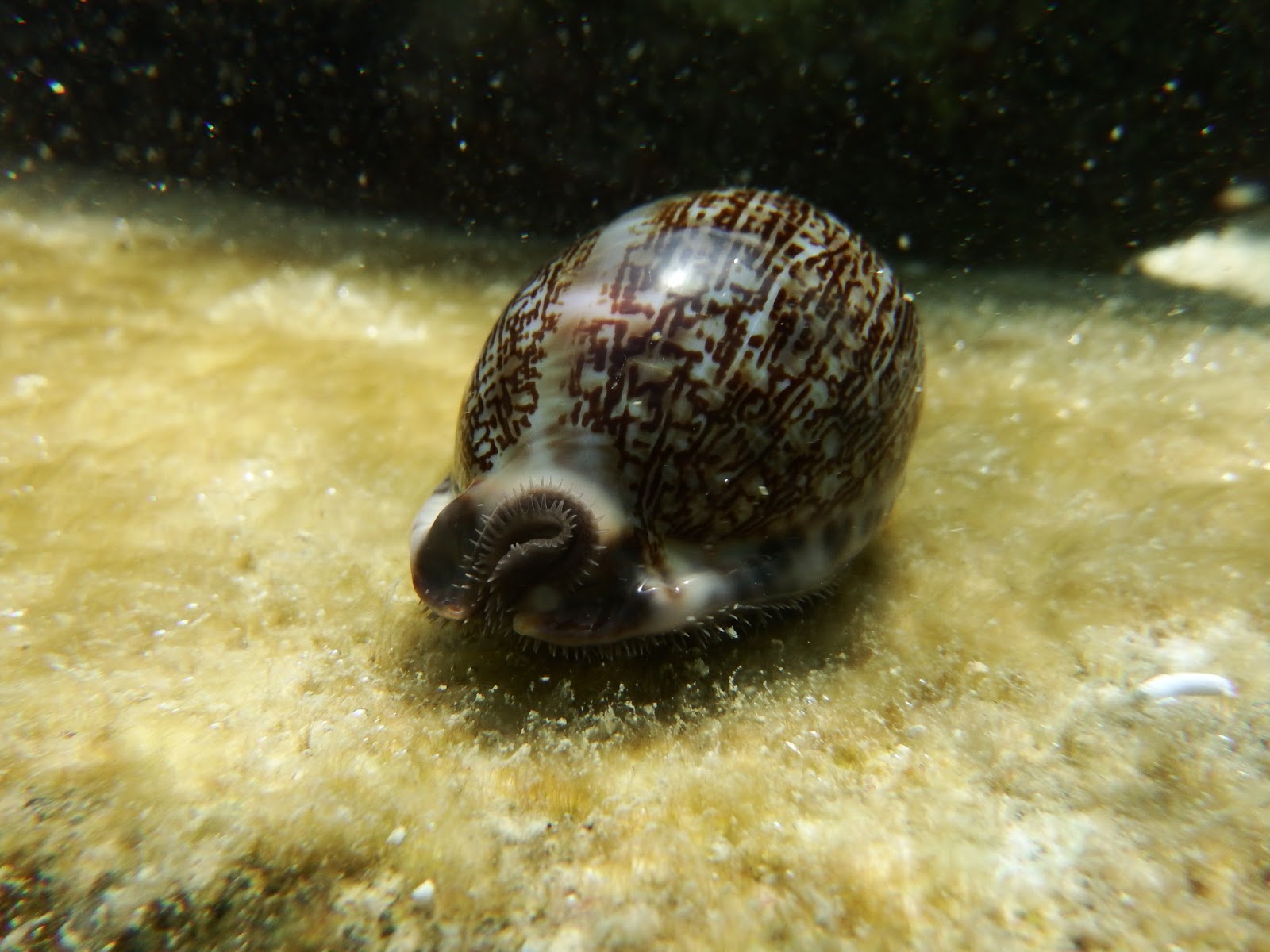 Travel: Exploring Nature: San Salvador & Magalawa Island