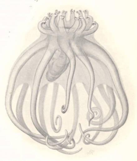 The Echinoblog: Deep-Sea Swimming Sea Cucumbers and the "most bizarre ...
