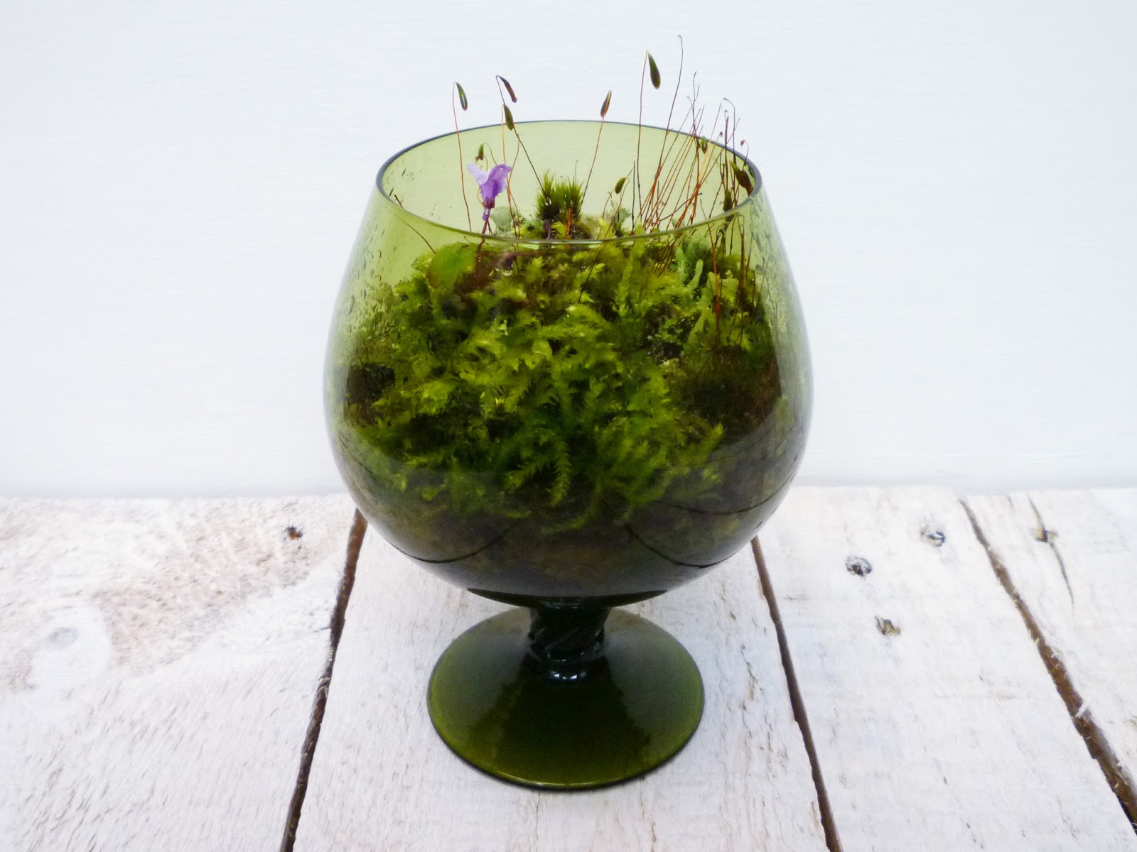 *starking crafty and party*: moss terrarium for mum