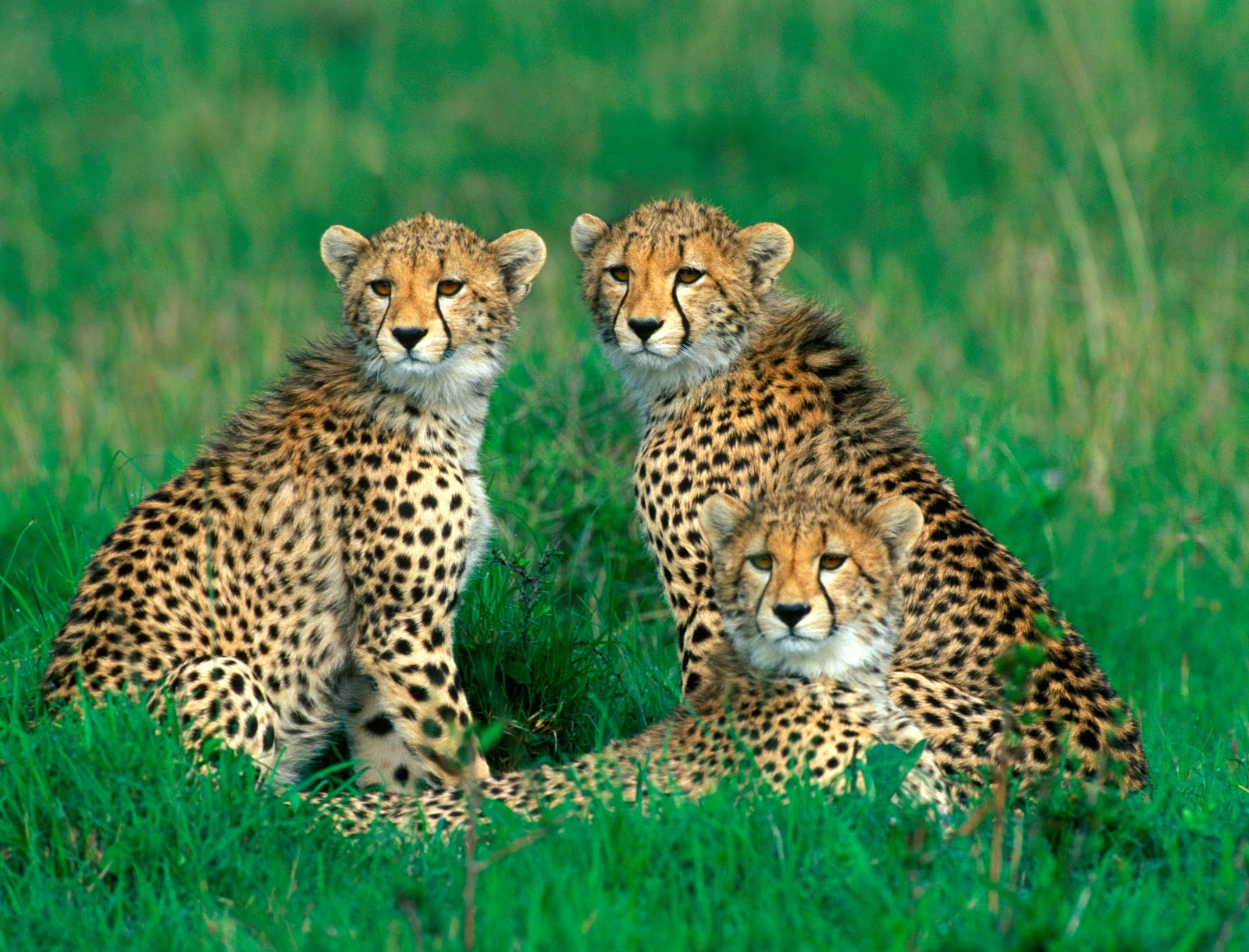 Pics and Wallpaper: Wildlife Photography