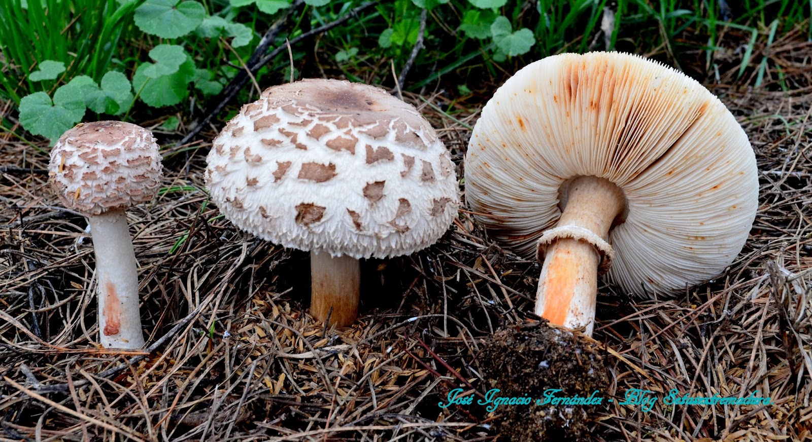 Setas Extremadura : Macrolepiota Rachodes Var.Hortensis