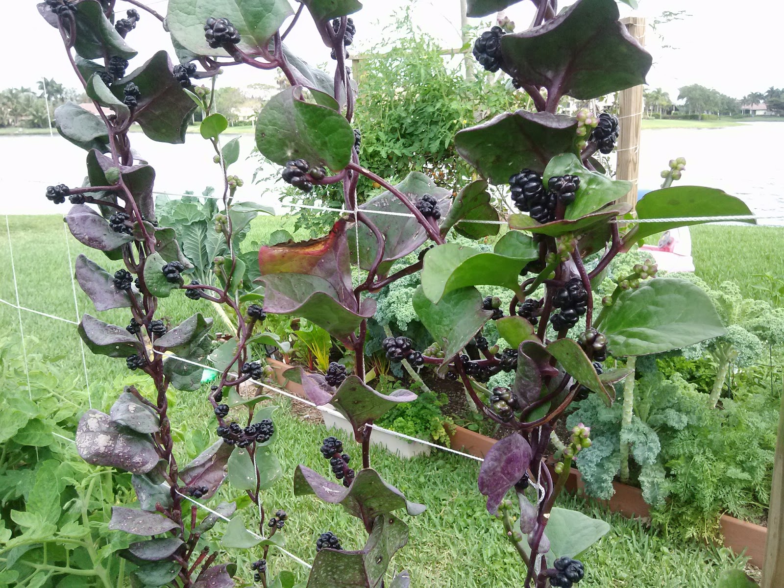 Gourmet Cuisines Private Chef