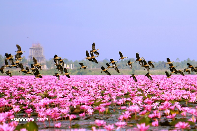 ของโบราณ: Taly Bua Daeang : Red Lotus Sea Festival : Udon Thani ...