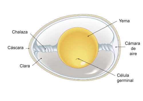 PARTES DEL HUEVO - MÉTODOS Y TÉCNICAS CULINARIAS