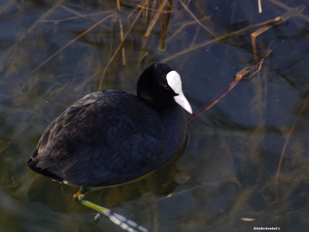 Natuurfotografie Eilandstaete: De" waterkippen",van Eilandstaete.