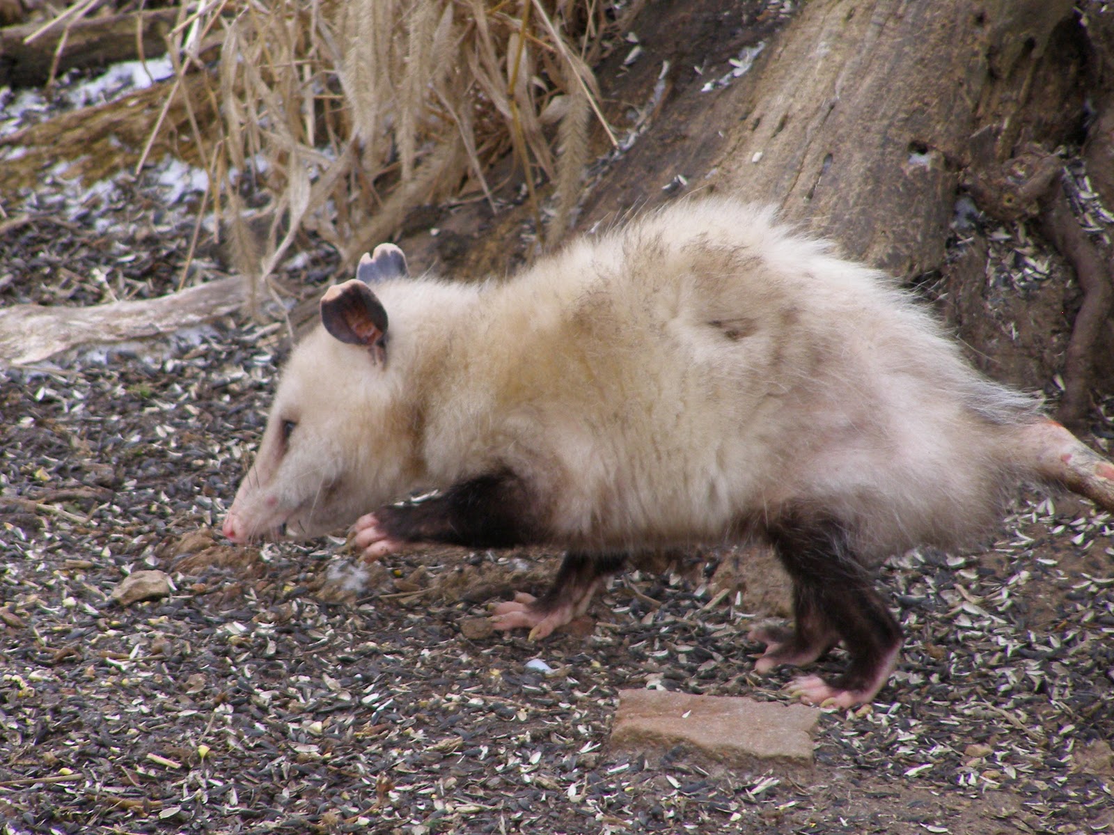Blue Jay Barrens: Winter Opossum