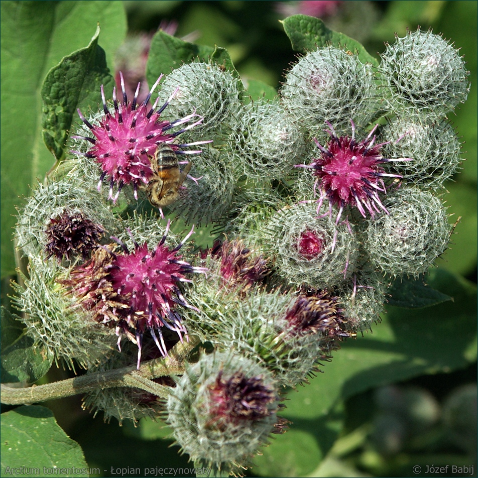 Plant Gallery - Encyklopedia Roślin: Arctium tomentosum - Łopian ...