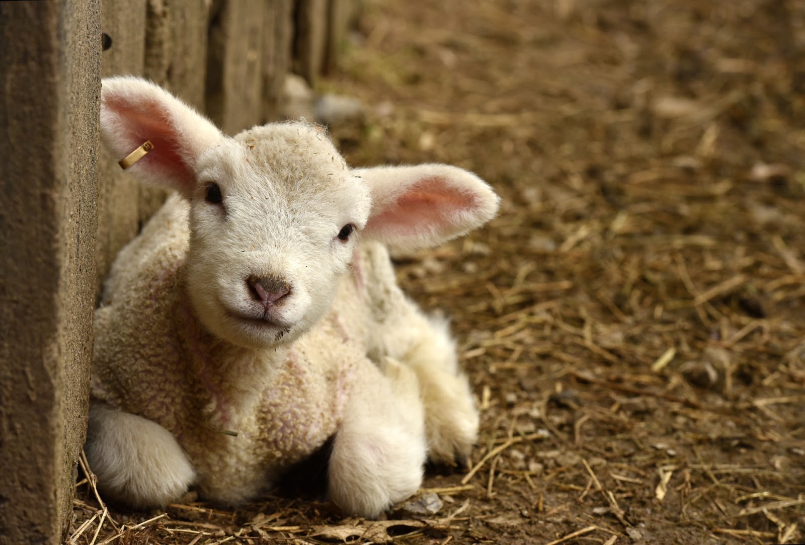 Punkin's Patch: Good Morning From Lamb Camp