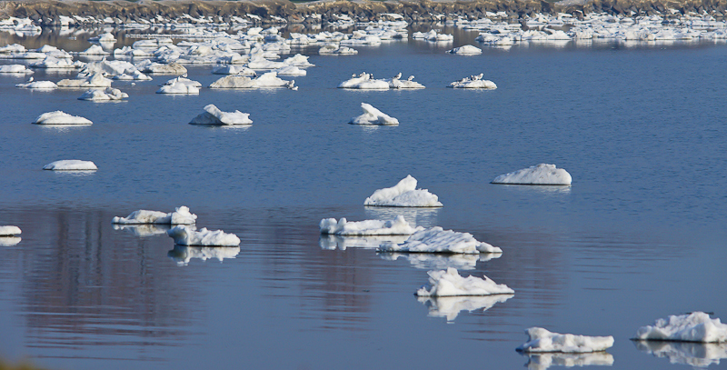 Helma's natuurfoto's: De laatste brokken ijs......