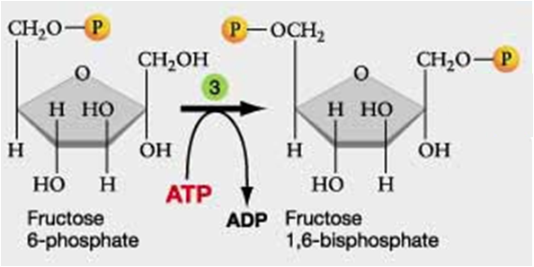 World of Biochemistry (blog about biochemistry): Glycolysis (reactions ...