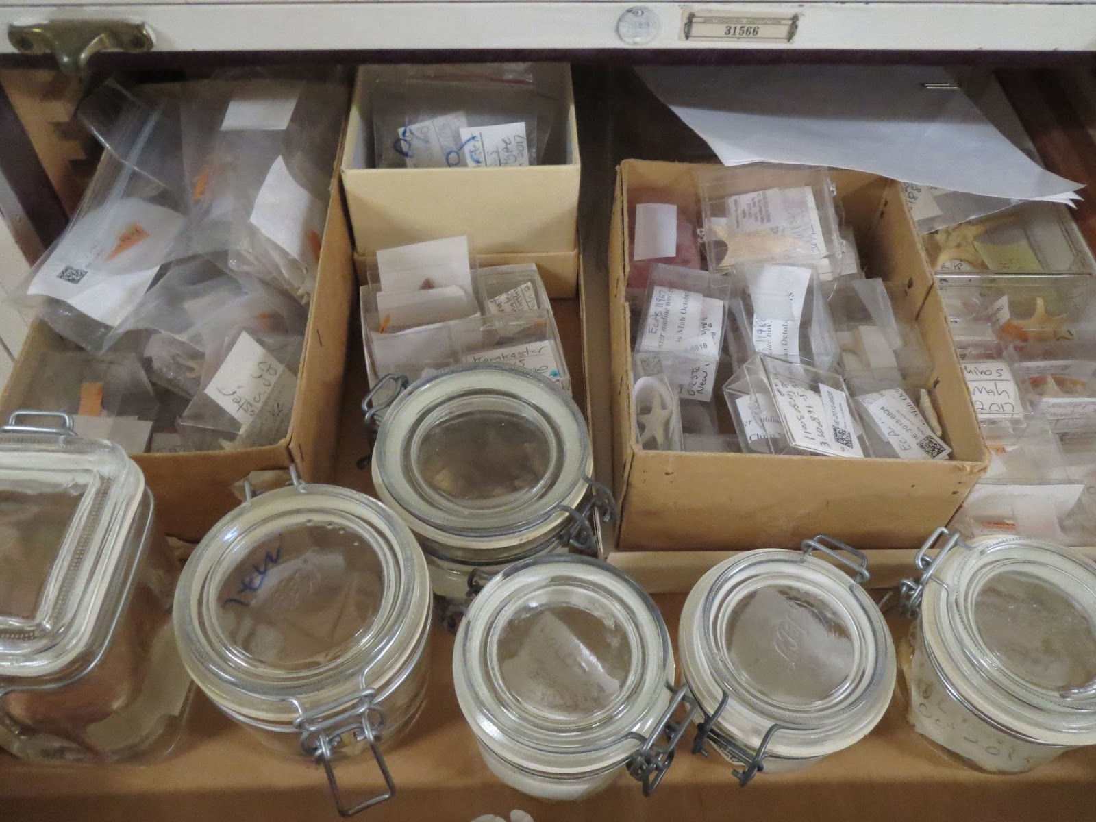 The Echinoblog: Five Highlights from my NEW paper about the genus ...