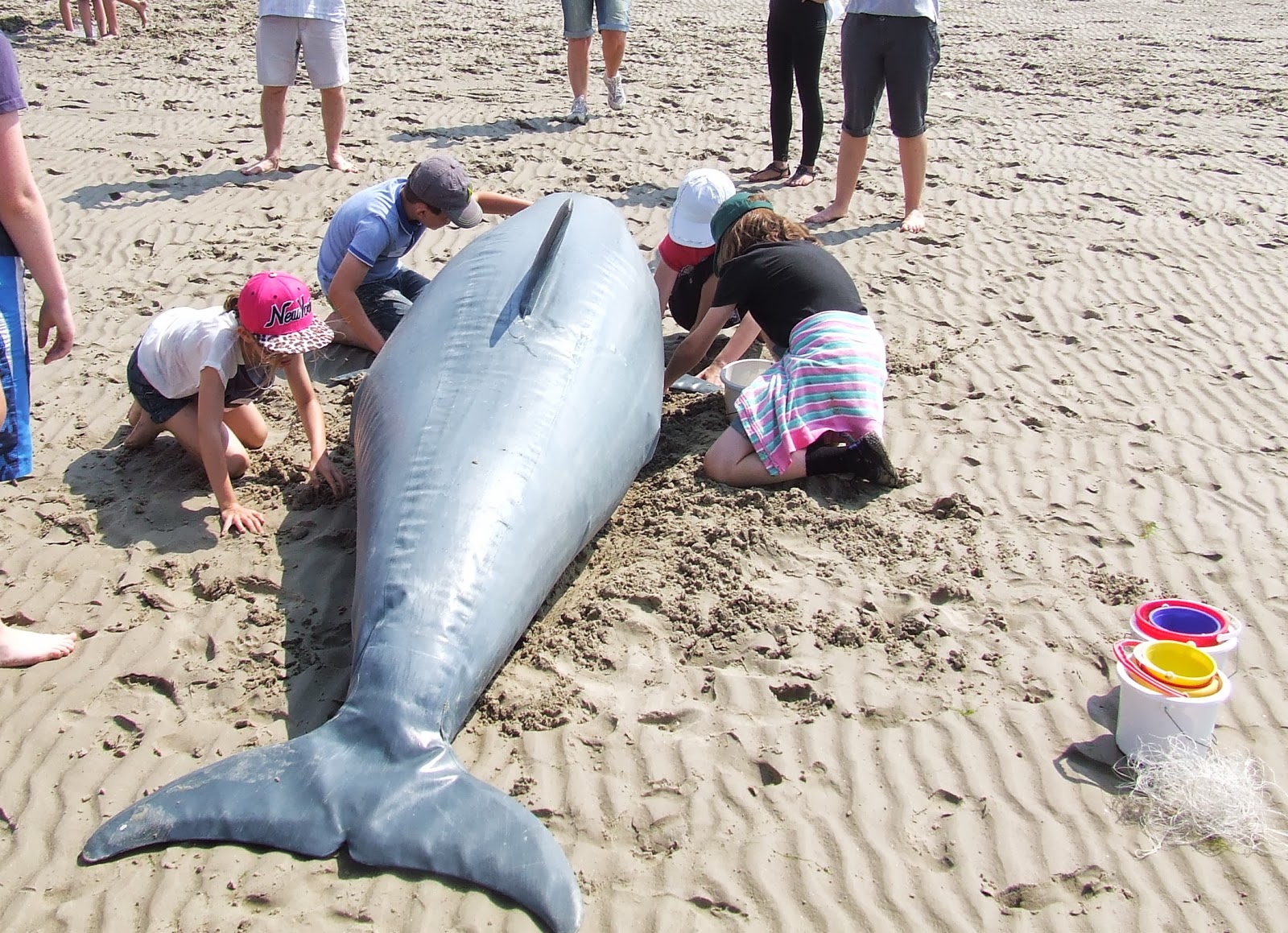 Sussex Marine Wildlife Jottings: School Visit - Dolphin Rescue with a ...
