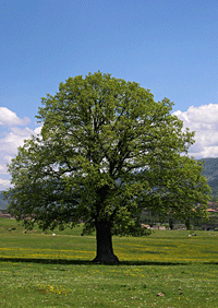 La edad de un árbol