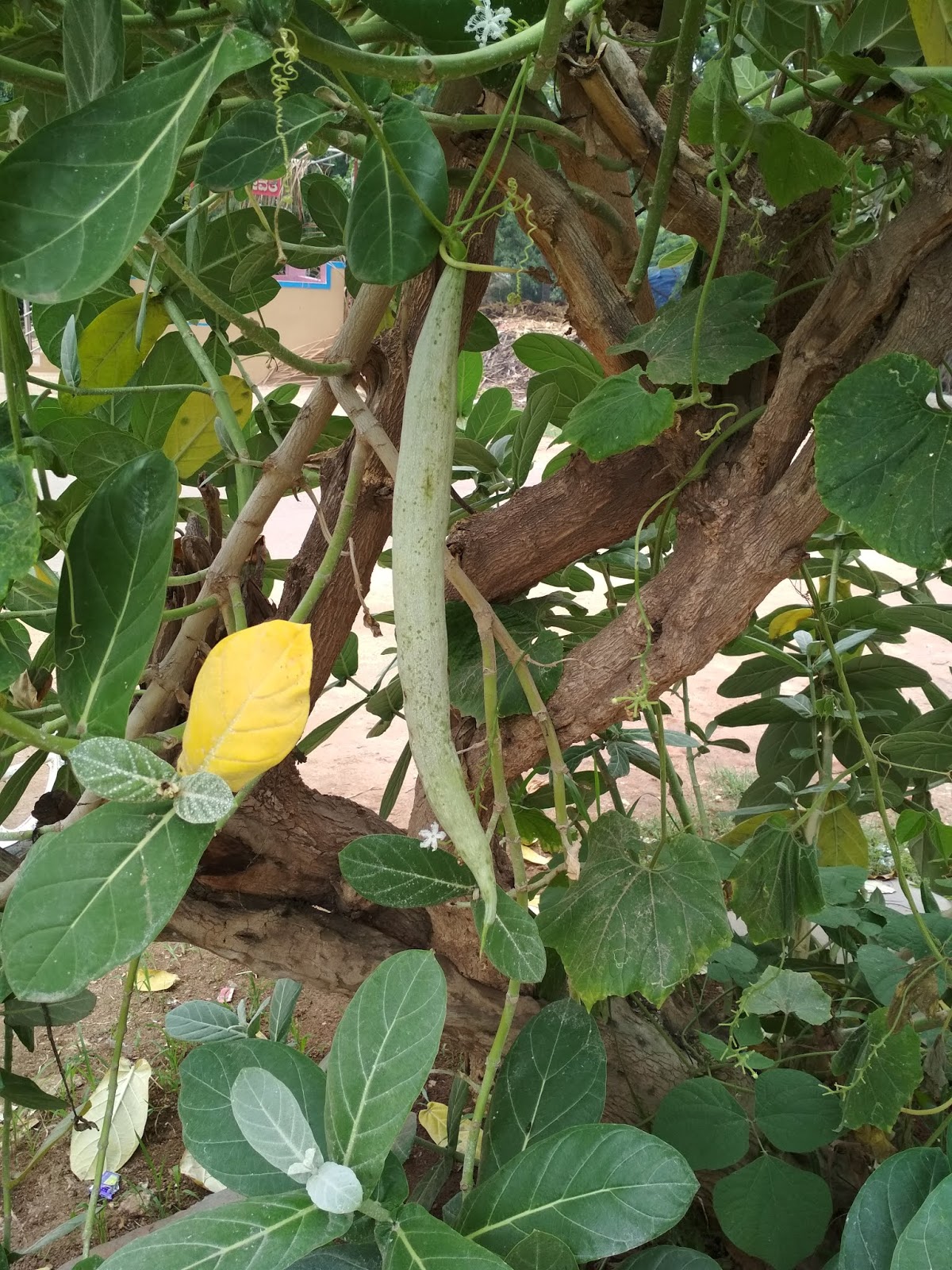 Aak plant | Image Bank Of India